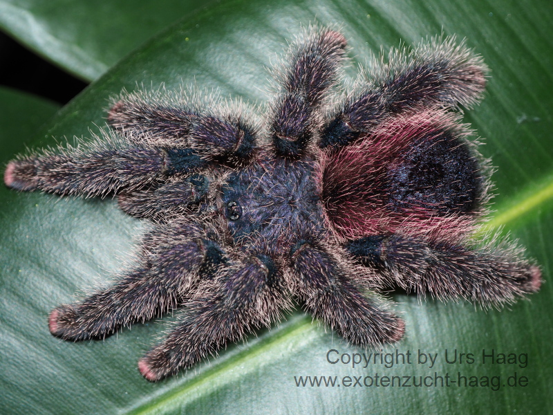 Avicularia Juruensis