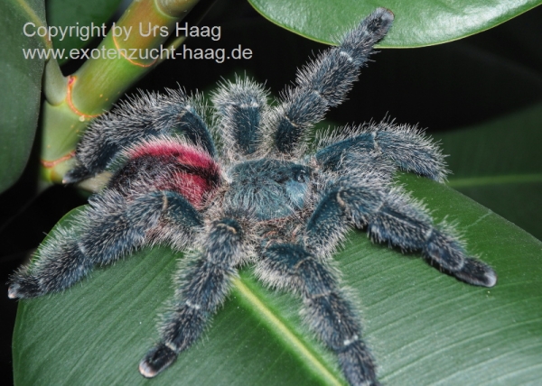Avicularia Amazonica